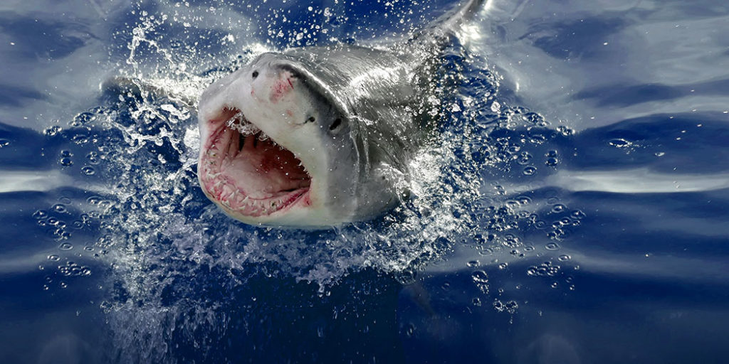 Advice from a Shark - A Higher Thought